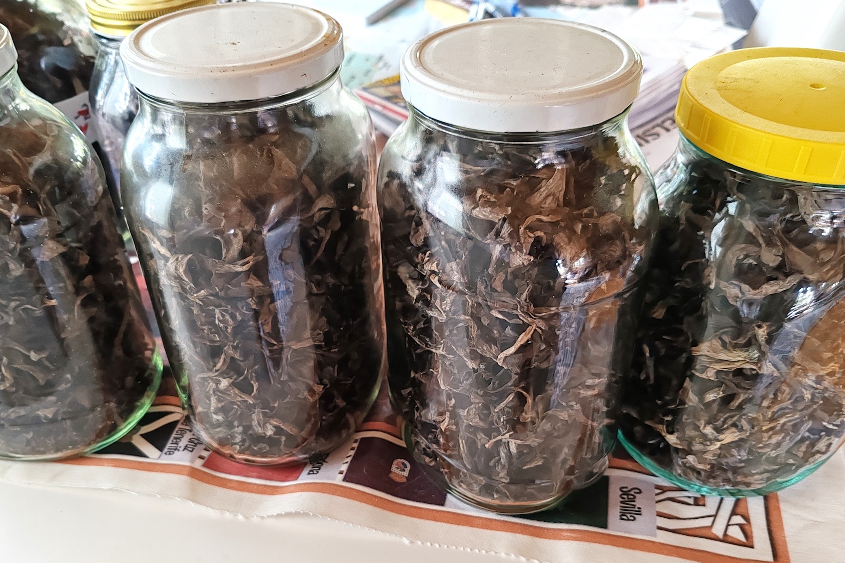 Mustatorvisienen kuivaus ja pakastus – säilönnän ABC